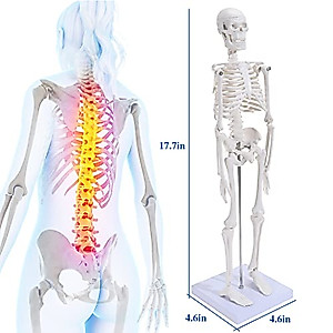 ASINTOD 17" Mini Size Skeleton Model, Anatomy Medical Human Skeleton Model for Study, Teaching and Display Anywhere, Scientific Human Skeleton Model with Movable Arms and Legs