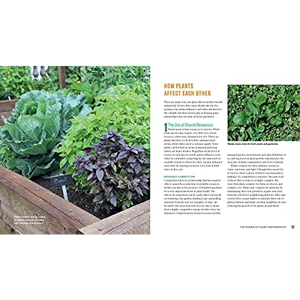 Plant Partners: Science-Based Companion Planting Strategies for the Vegetable Garden