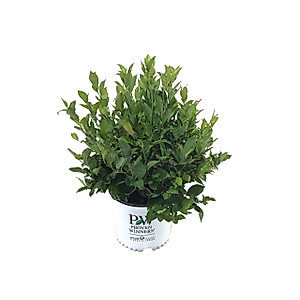 Premier Plant Solutions 10998 Proven Winners Sweetspire Itea Virginica Little Henry, 3 Gallon