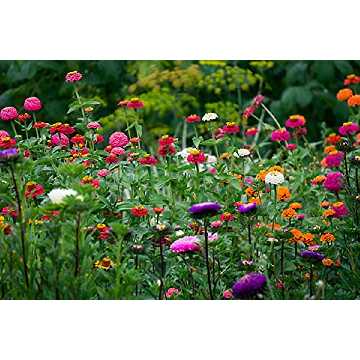 Zinnia Seeds for Planting Outdoors, Over 480 Seeds Giving You The Zinnia Flowers You Need, Zinnia Elegans, 4.2 Grams, Non-GMO