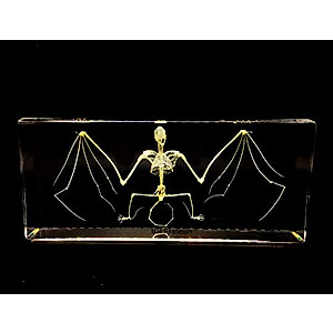 X-Large Taxidermy Real Bat Skeleton Specimens Science Classroom Specimen for Science Education（7.9x3.6x1.6 inch）