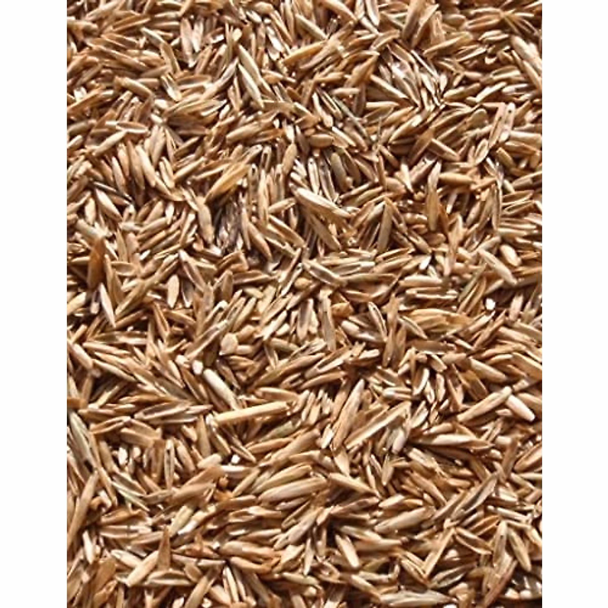 Annual Ryegrass Seeds for Planting - Premium Quality Rye Grass (1 Pound)