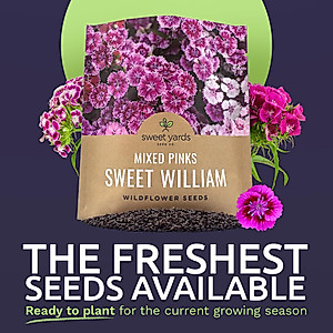 Sweet William Seeds – Mixed Colors – Extra Large Packet – Over 30,000 Open Pollinated Non-GMO Flower Seeds – Dianthus barbatus