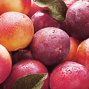 Nativa SPA by O Boticário, Plum Conditioner for Shiny Hair | Bright and Soft Protection, 10.1 Ounce