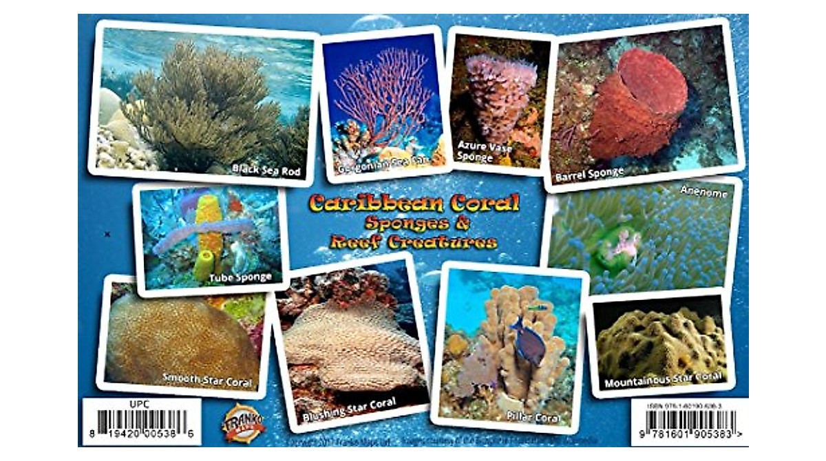 Caribbean Coral Identification Guide - Waterproof Marine Map