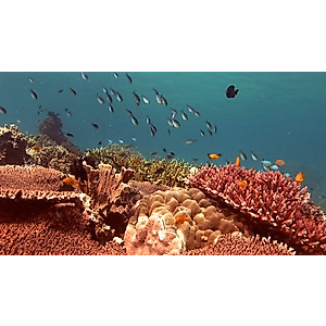 Plasmaquarium: Vol. Two - Ultra Coral Reef Aquarium (Widescreen)