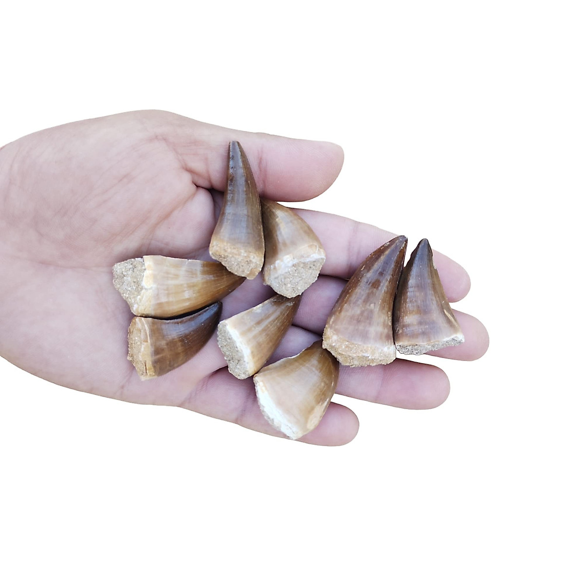 Real Mosasaur Tooth Fossil Dinosaur Tooth Fossil Dinosaur Fang