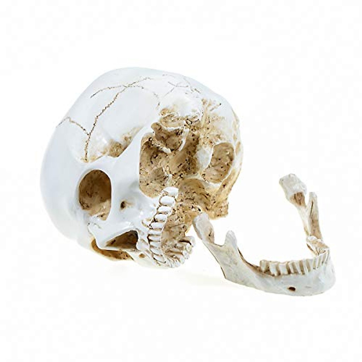 Ocean Aquarius Large Size Skull Model Human Medical Anatomical Adult Head Bone for Education