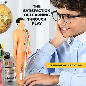 Rovox Human Anatomy for Kids Removable Skeleton Model and Torso Human Body for Kids STEM Toys Science Kit Full Body Anatomy Sets for Kids and Teens - 30 Piece Full Anatomy Toy Set - 11 Inches Tall