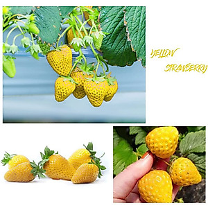400+ Mix Strawberry Seeds for Planting - Heirloom Non-GMO Red Yellow Blue White Climbing Strawberry - Everbearing Fruit Plant Home Garden Sweet and Delicious