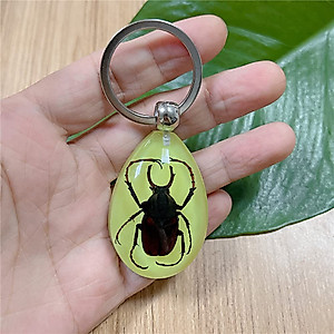QTMY 6 Pack Insect in Resin Specimen Collection Luminous Glow in The Dark Keychain Keyring ,Halloween Christmas Science Classroon Decor Kits Set Education