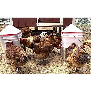 RentACoop Chick2Chicken 10lb Feeder & 2 Gal Waterer Set with Gravity Feed Refill & Auto-Fill Cups - BPA-Free Food & Water Buckets for Up to 20 Chicks or 12 Adult Chickens