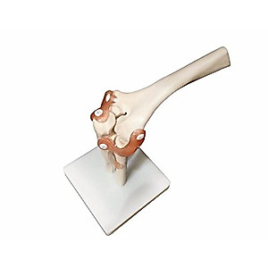 BoNew Life Size Elbow Joint Anatomical Model Skeleton - Human Medical Anatomy