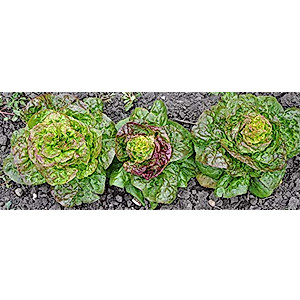 "Prizehead" Lettuce Seeds for Planting, 1000+ Heirloom Seeds Per Packet, (Isla's Garden Seeds), Non GMO Seeds, Botanical Name: Lactuca Sativa, 85% Germination Rates, Great Home Garden Gift