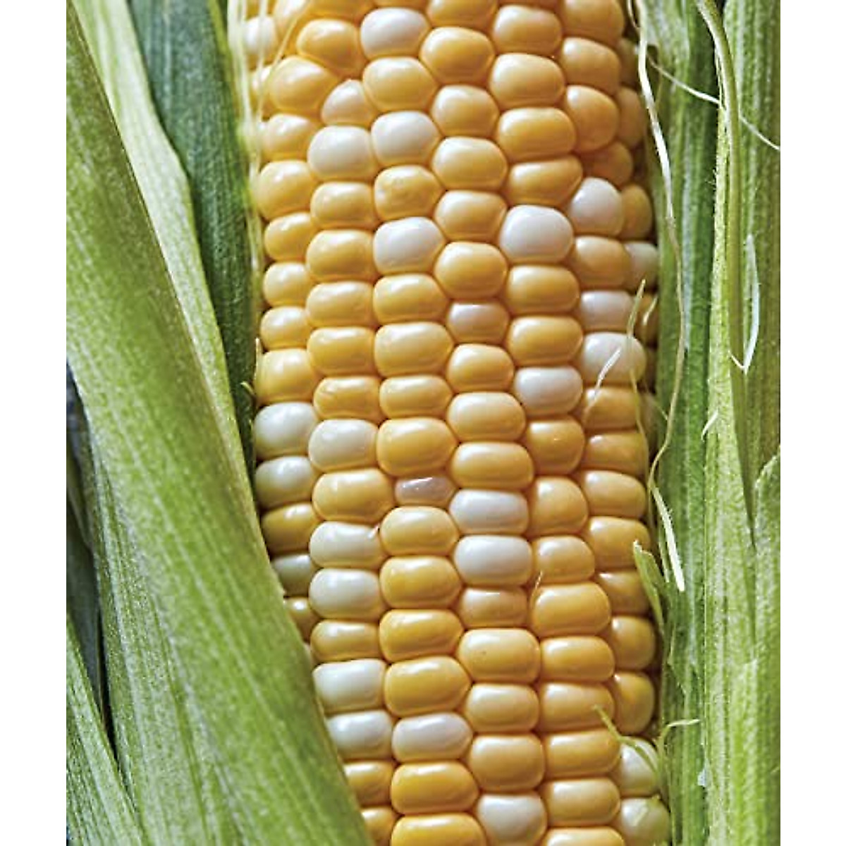 Burpee Ambrosia Sweet Corn Seeds 200 seeds