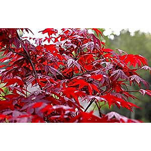 Red Japanese Maple - Live Plant 2-3 feet Tall - Deep Red Leaves