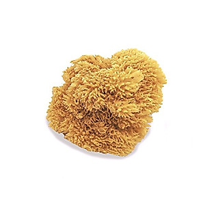 Natural Sea Sponges for Artists - Unbleached 5"-5.5" 2pc Value Pack: Great for Painting Decorating Texturing Sponging Marbling Effects Faux Finishes Crafts & More
