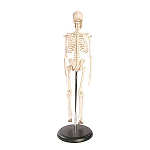 American Educational Skeleton Model, 17" Height