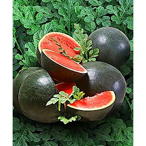 CEMEHA SEEDS Watermelon Black Beauty Early Rare Giant Fruit Heirloom Organic Non-GMO