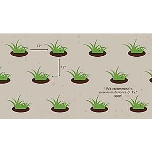 Zoysia Plugs - 100 Full Zoysia Grass Plugs | Mature Roots | Individually Grown