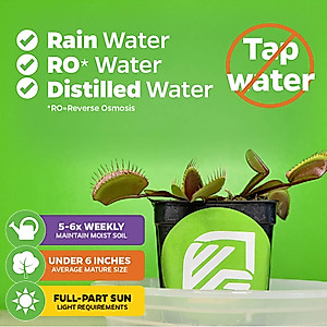 Venus Fly Trap Bundle - Akai Ryu (Red Dragon), King Henry, Dente & Original Carnivorous Plants by Wellspring Gardens - Indoor Starter Live Plants - Unique & Rare Fly Traps - Ideal for Halloween Decor