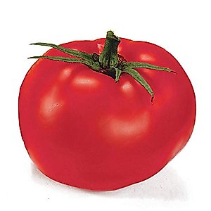 Park Seed Better Boy Hybrid Tomato Seeds, Indeterminate Beefsteak Tomato, Pack of 30 Seeds