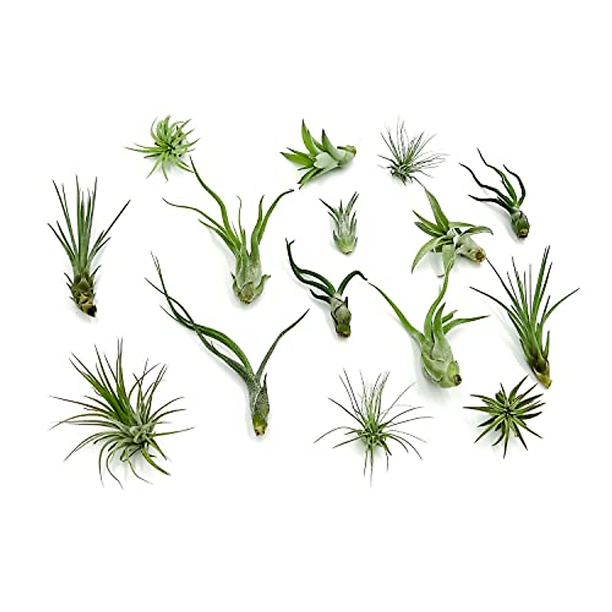ragnaroc Live Air Plants - Tillandsia Variety, Regular 1-3" - 15ct - Live Arrival Guaranteed, House Plants for Home Decor & Gift