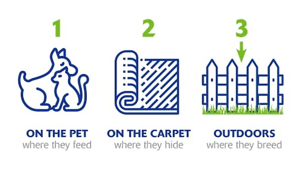 Flea Destroyer Nematodes for Natural Flea Control