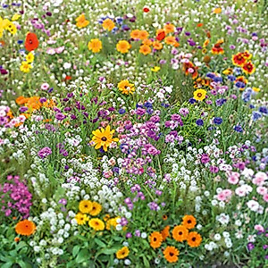 Flowery Fields Forever Flower Seed Mix - 5 Pounds - Mixed Wildflower Seeds, Attracts Bees, Attracts Butterflies, Attracts Hummingbirds, Attracts Pollinators, Easy to Grow & Maintain, Cut Flower