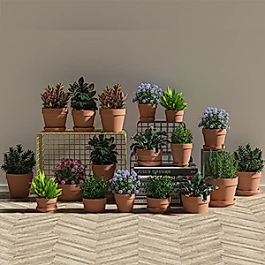 Fcacti 7 Inch Terracotta Shallow Succulent Pot - 4 Pack Large Terra Cotta Clay Pots with Drainage Hole, Round Shallow Terra-Cotta Bonsai Pot for Indoor/Outdoor Plants