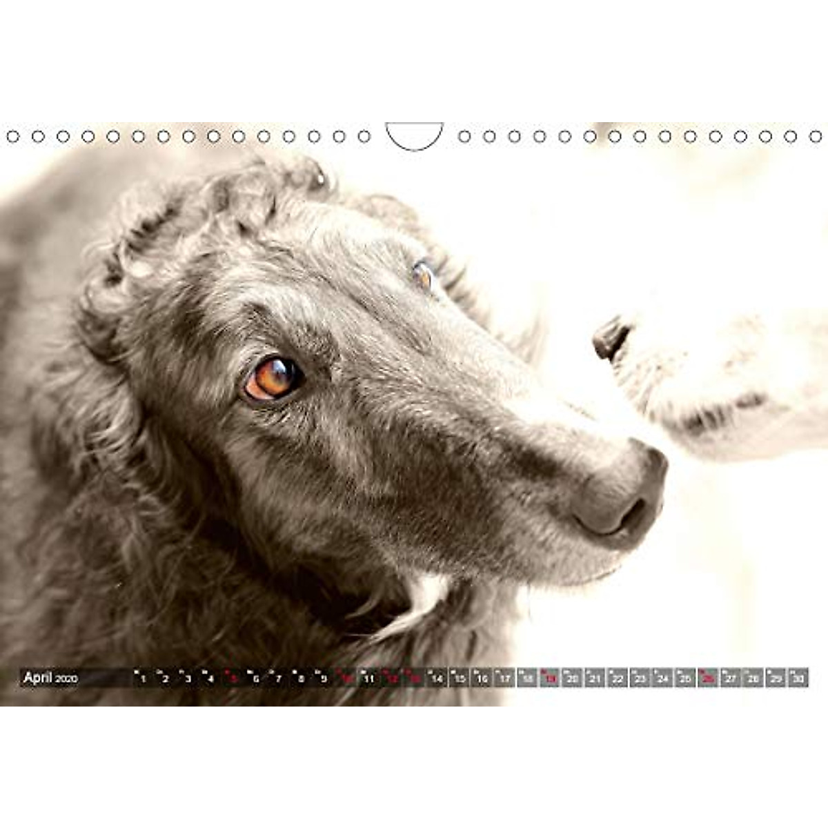 Windhunde eye-catcher (Wandkalender 2020 DIN A4 quer): Sepia-colorierte Fotos vom Galgo Español (Monatskalender, 14 Seiten )