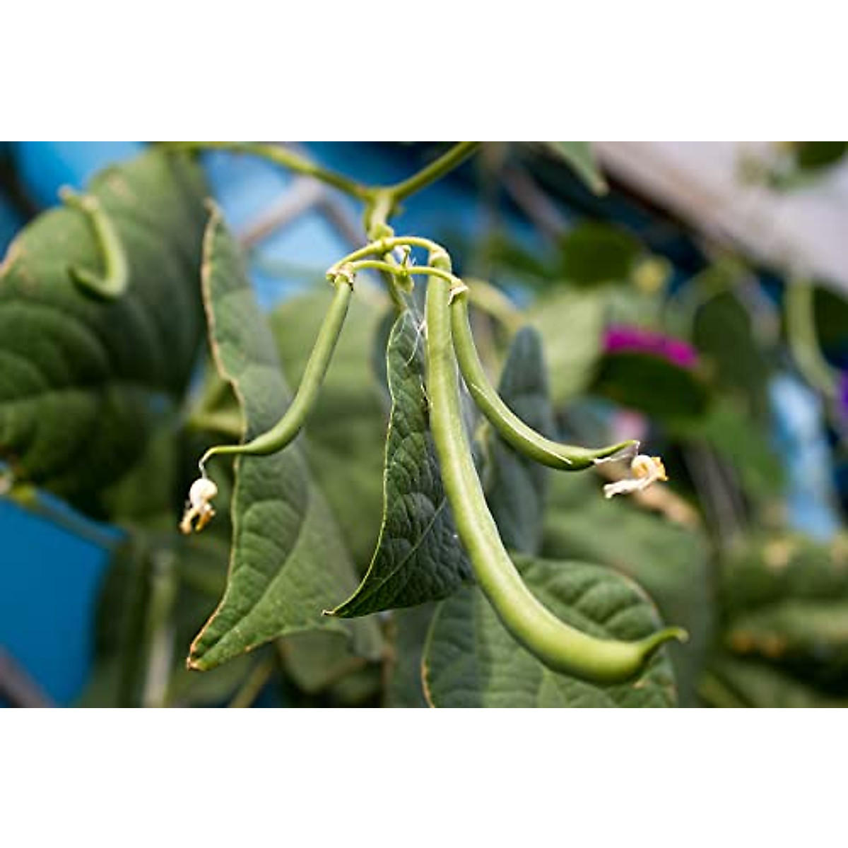 Provider Bush Green Bean Seeds for Planting, 30+ Heirloom Seeds Per Packet, (Isla's Garden Seeds), Non GMO Seeds, Botanical Name: Phaseolus vulgaris, Great Home Garden Gift