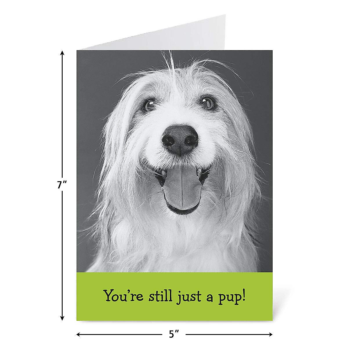 Mega Birthday Greeting Cards Value Pack - Set of 40 (20 designs), Large 5" x 7", Birthday Cards with Sentiments Inside, White Envelopes