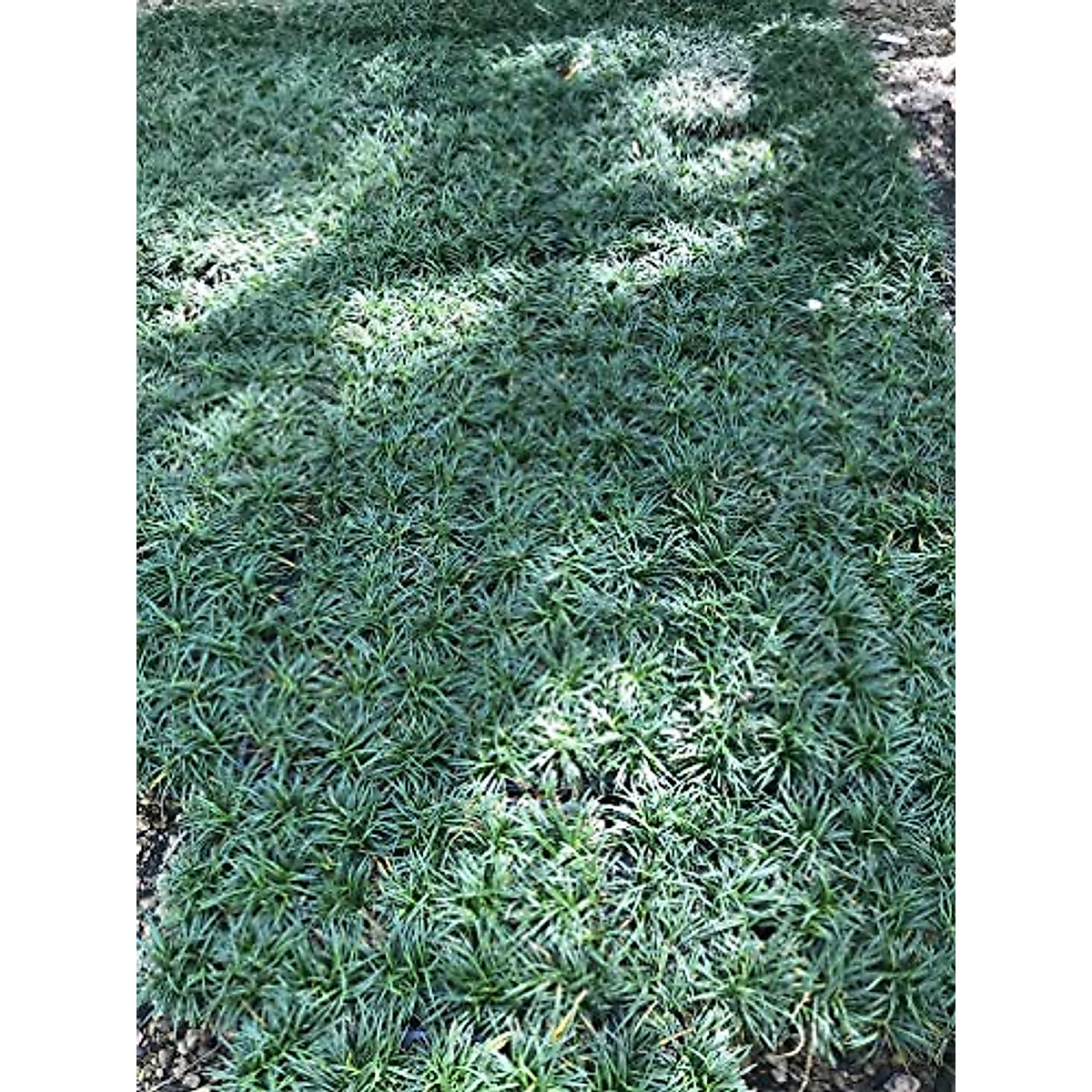 Dwarf Mondo Grass Qty 90 Live Plants Shade Loving Evergreen Ground Cover