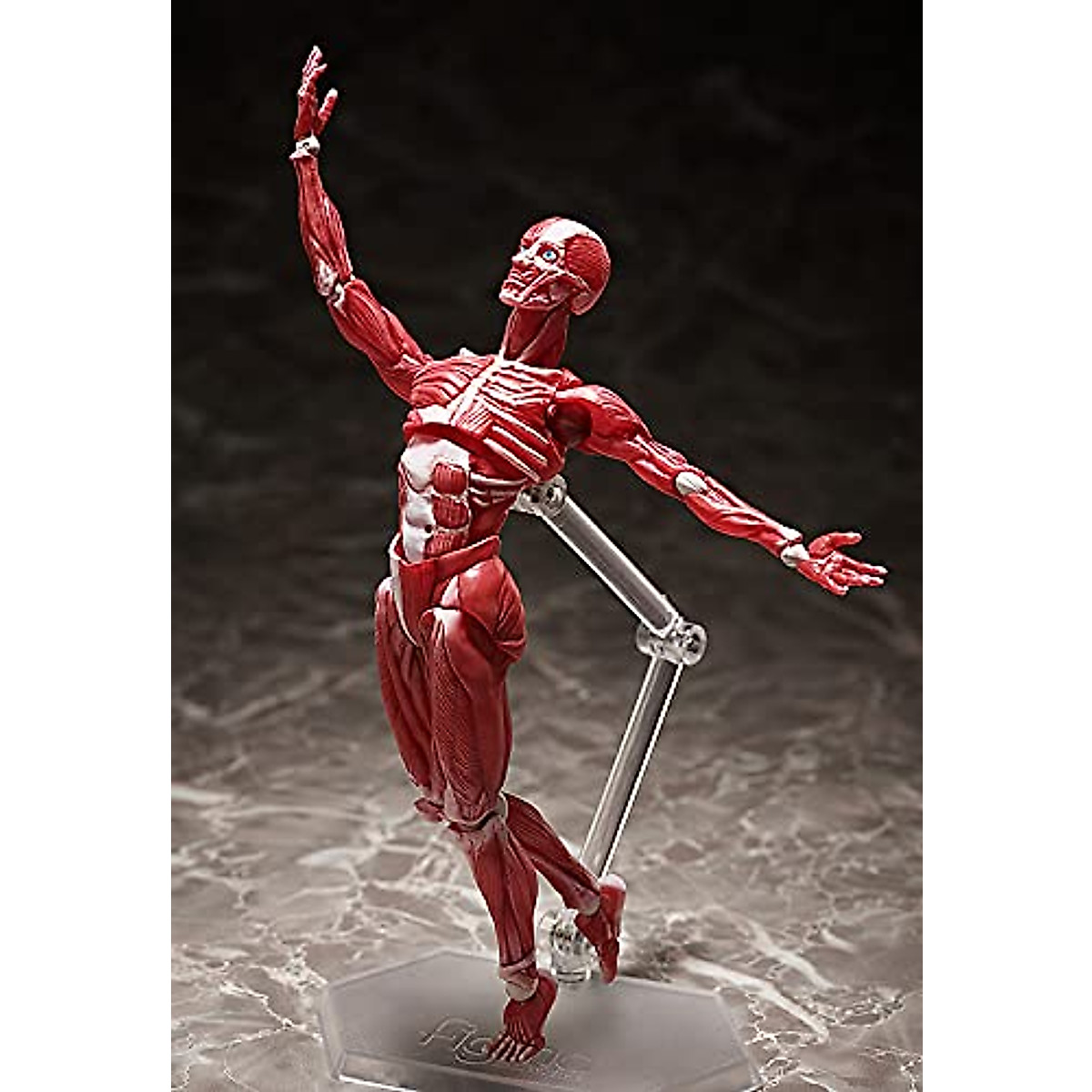FREEing Human Anatomical Model Figma Action Figure,Multicolor