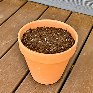 Money Tree Soil, Soil Mix for Planting or Repotting Money Tree, 4qt One Gallon Bag of Soil Blended to Properly Grow Money Tree Plants