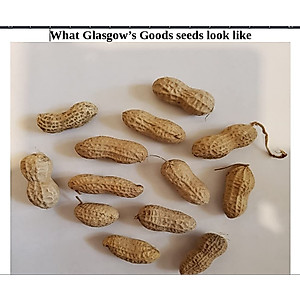 Peanut Seeds - Virginia Jumbo - Organic - 20+ Seeds - Glasgow's Goods