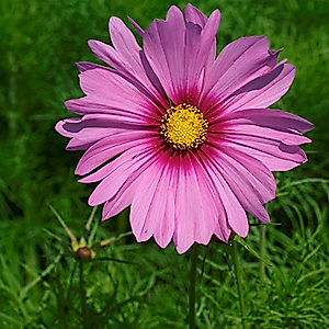 Outsidepride Cosmos Bipinnatus Gloria Garden Cut Flower Plants - 2000 Seeds
