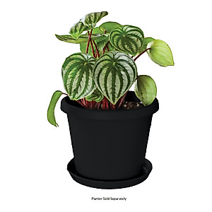 The HC Companies 10.5 Inch Round Prima Plastic Plant Saucer - Indoor Outdoor Plant Trays for Pots - 10.63 Inchx10.63 Inchx1.26 Inch in Black