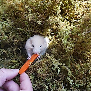 Begeterday 150g Pure Natural Forest Moss for Hamsters Bedding Nesting, Small Animal Habitat Decoration, Good for Hamster Cages Accessories