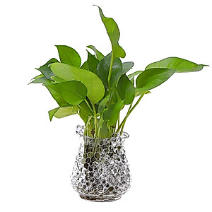 EBOOT 10000 Pieces Gel Soil Water Crystal Beads Gel Jelly Water Gems Vase Filler (Clear)