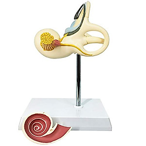 Inner Ear Model Labyrinth Model 2 Part 8X Cochlea Semicircular Canal & Vestibule Open Medical Anatomical Ear Internal Structure Model Human Organ Anatomical Model for Medical Study Display Teaching