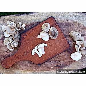 Mushroom Liquid Culture - Shiitake 3782 (Lentinula edodes)