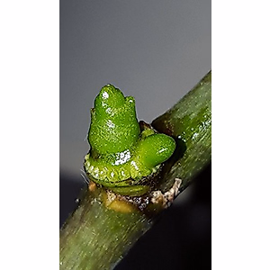 ELIT Orchid CLON+ Cytokinin Keiki Cloning Paste for Burgeon Awakening - Bloom Booster with Vitamins B1 and B6 (1.5 ml)