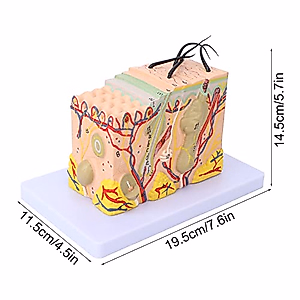 Magnified Skin Tissue Model, Magnified Anatomical Skin Model PVC for Anatomical Study for Skin Cosmetology for School Teaching