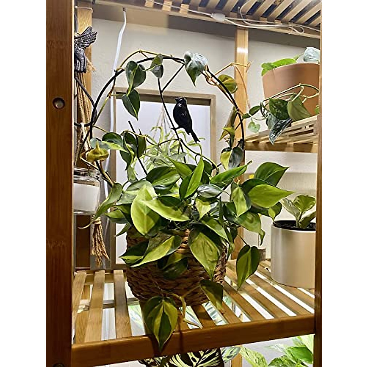 TKRSRK 2 Pcs Iron Garden Trellis for Climbing Plants, 13.6" Rust-Proof Small Trellis for Indoor Potted Plants, Round Circle Trellis with Bird, Metal Vine Plant Support Trellis for Vines - Black