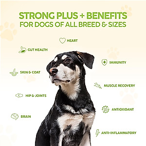 King Kanine Health Bundle: Strong Plus Hemp Protein & Probiotics & 7 Mushroom Blend & Chia Seeds - Natural Ingredients, Joint & Immune Support, Omega-3, Anti-Inflammatory, Safe for Dogs & Cat