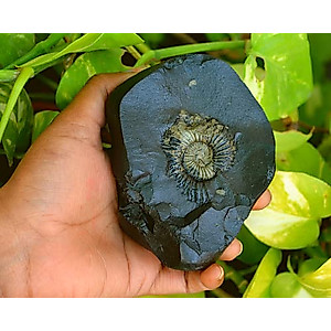 Shiva Lingam Shop 3.5"X3"Shaligram, Religious Gifts, Sudarshan Saligram Stone,Natural Shaligram Fossilized Shell, Iconic Symbol of The God Vishnu -I-6026