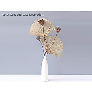 Lotus Flower Seeds for Home Planting Ornamental, Mixed Pink & Red Flower, Can Purify Water and Air, Aquatic Plant for Courtyard, Hotel, Goldfish Pond, Water Lily Seeds