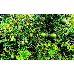 Dwarf Lime Tree Seeds for Planting - 30 Pcs Seeds